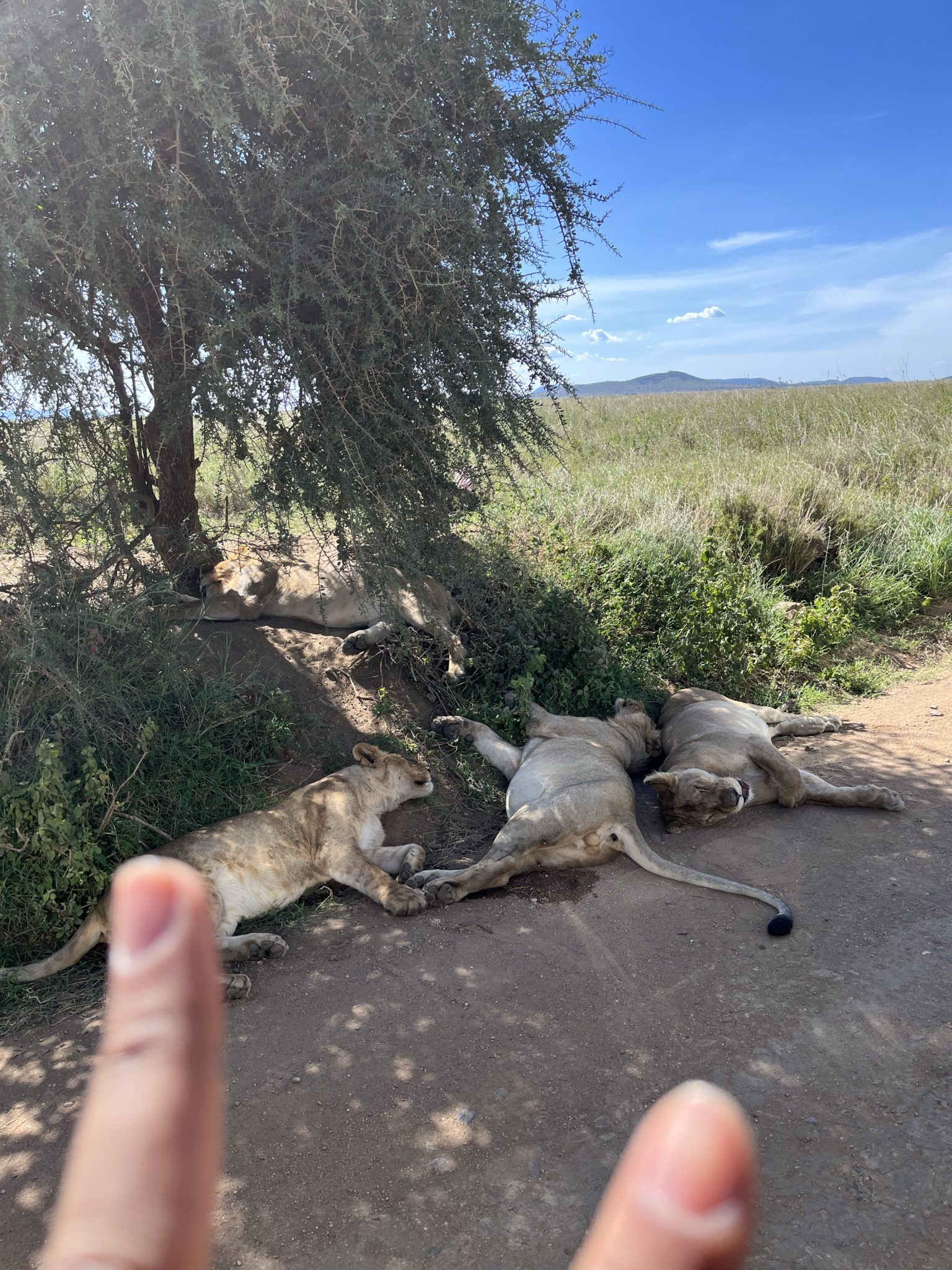 Animals in motion and animals at rest – Pertinent Observations